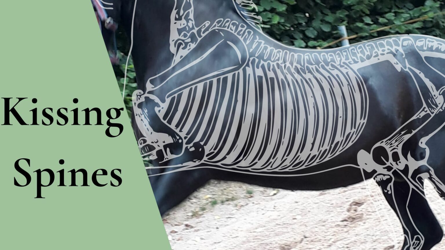 Kissing Spines beim Pferd - Fit am Pferd